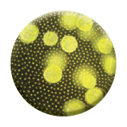 Bio Tanix Extreme - Prime Pro Extreme